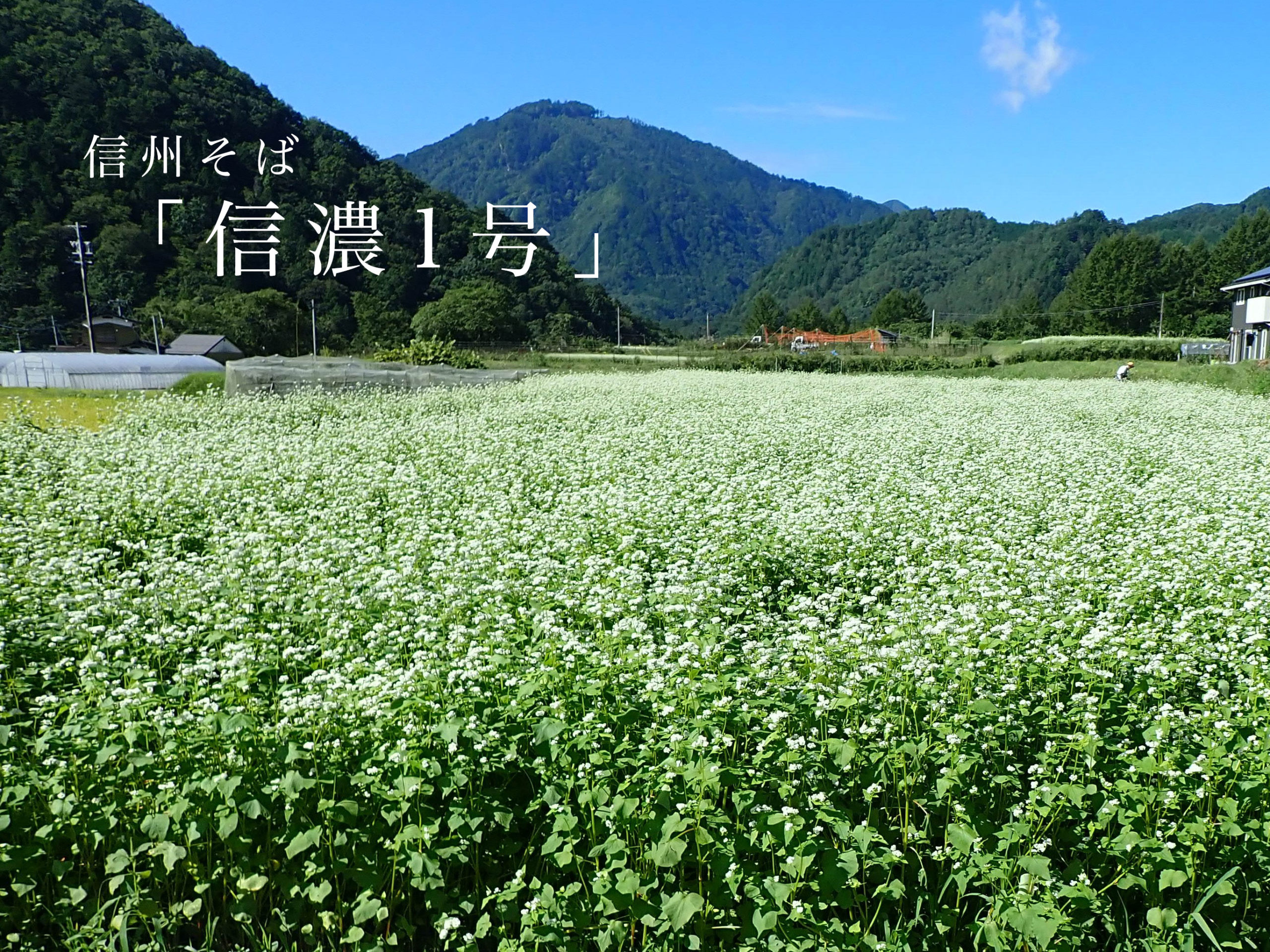 ssoba | TURNS（ターンズ）｜移住・地方創生・地域活性化